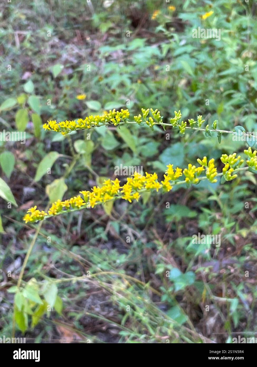 common wrinkle-leaved goldenrod (Solidago rugosa Stock Photo - Alamy