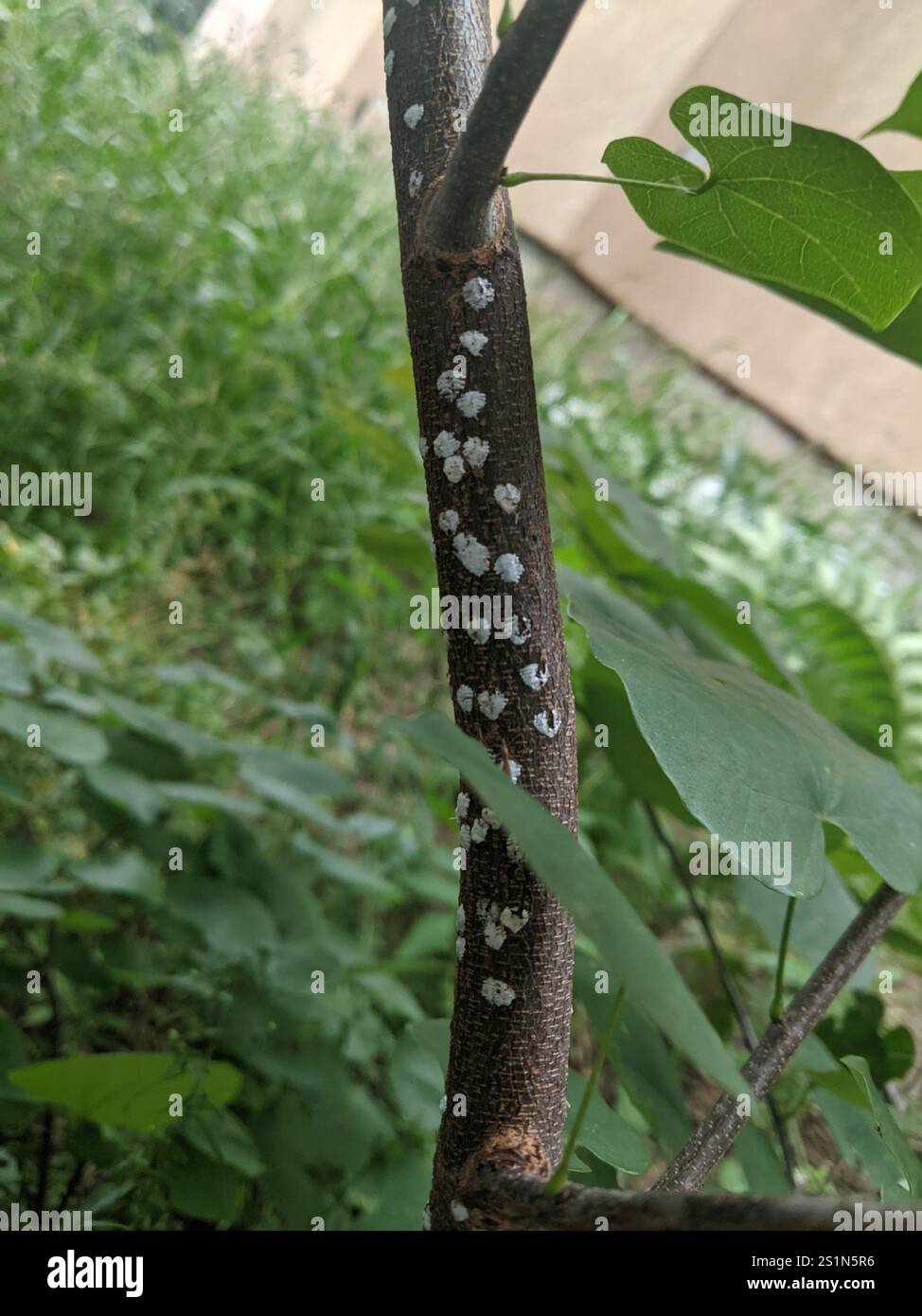 Typical Treehoppers (Membracidae Stock Photo - Alamy