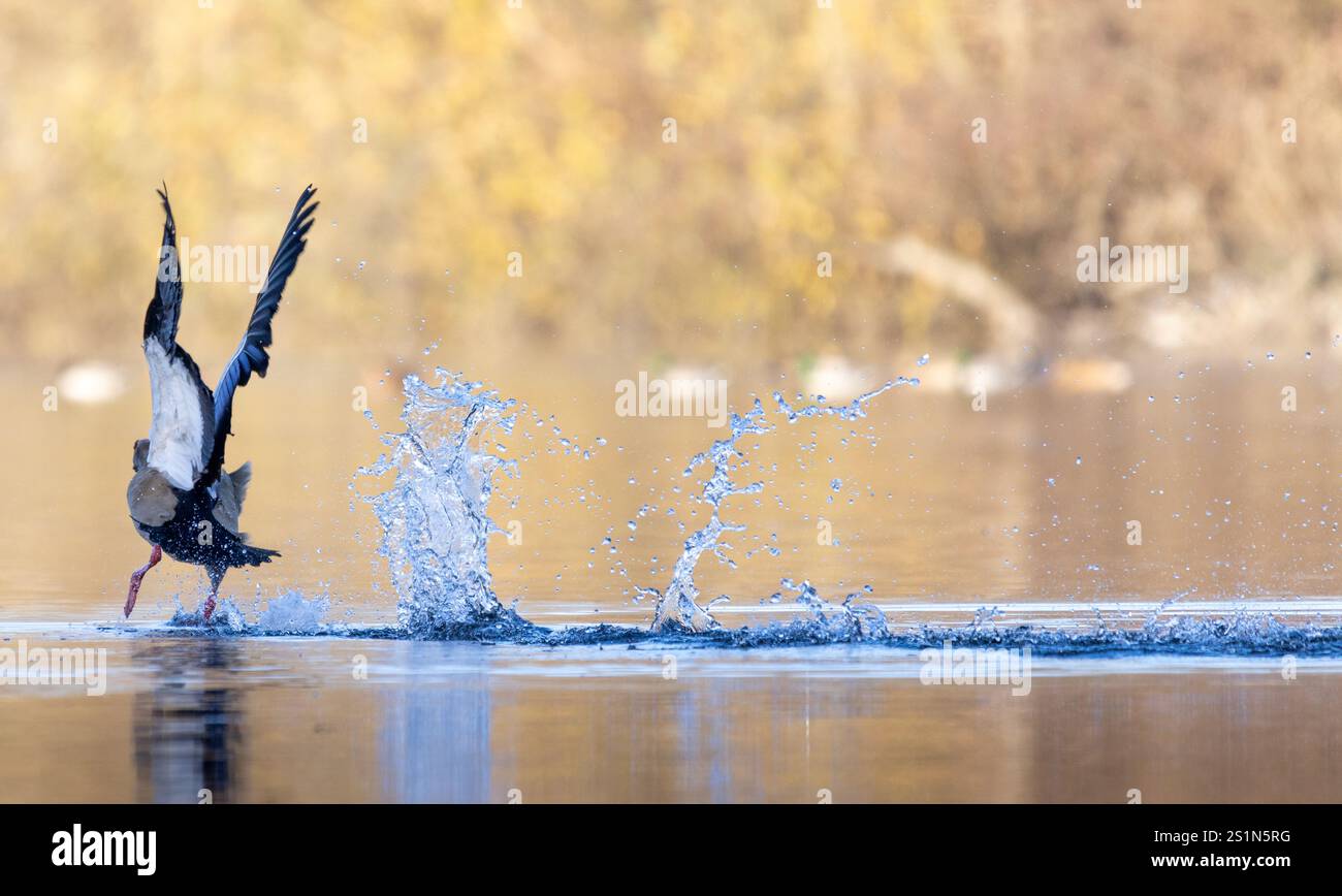 Egyptian goose flying from a lake and leaving a trail of water behind ...