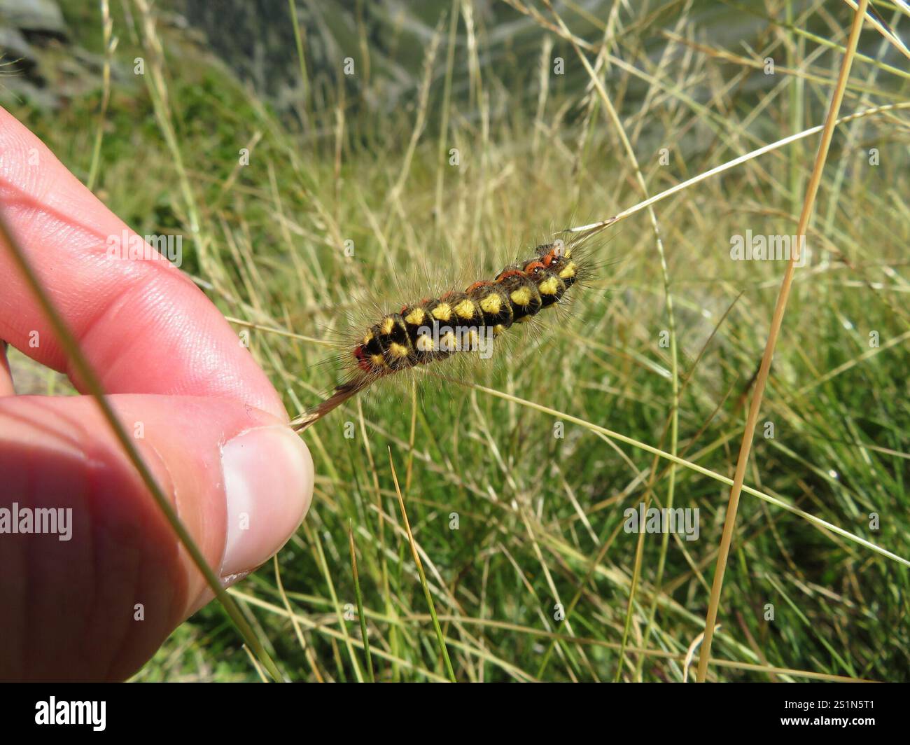 Sweet Gale Moth (Acronicta euphorbiae Stock Photo - Alamy