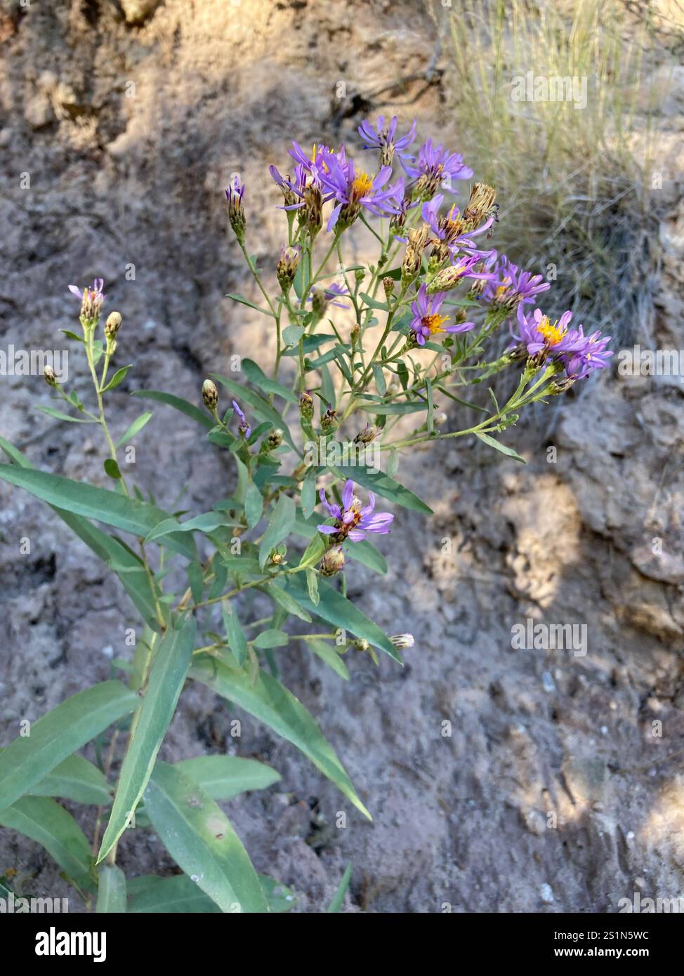 blueleaf aster (Eurybia glauca Stock Photo - Alamy