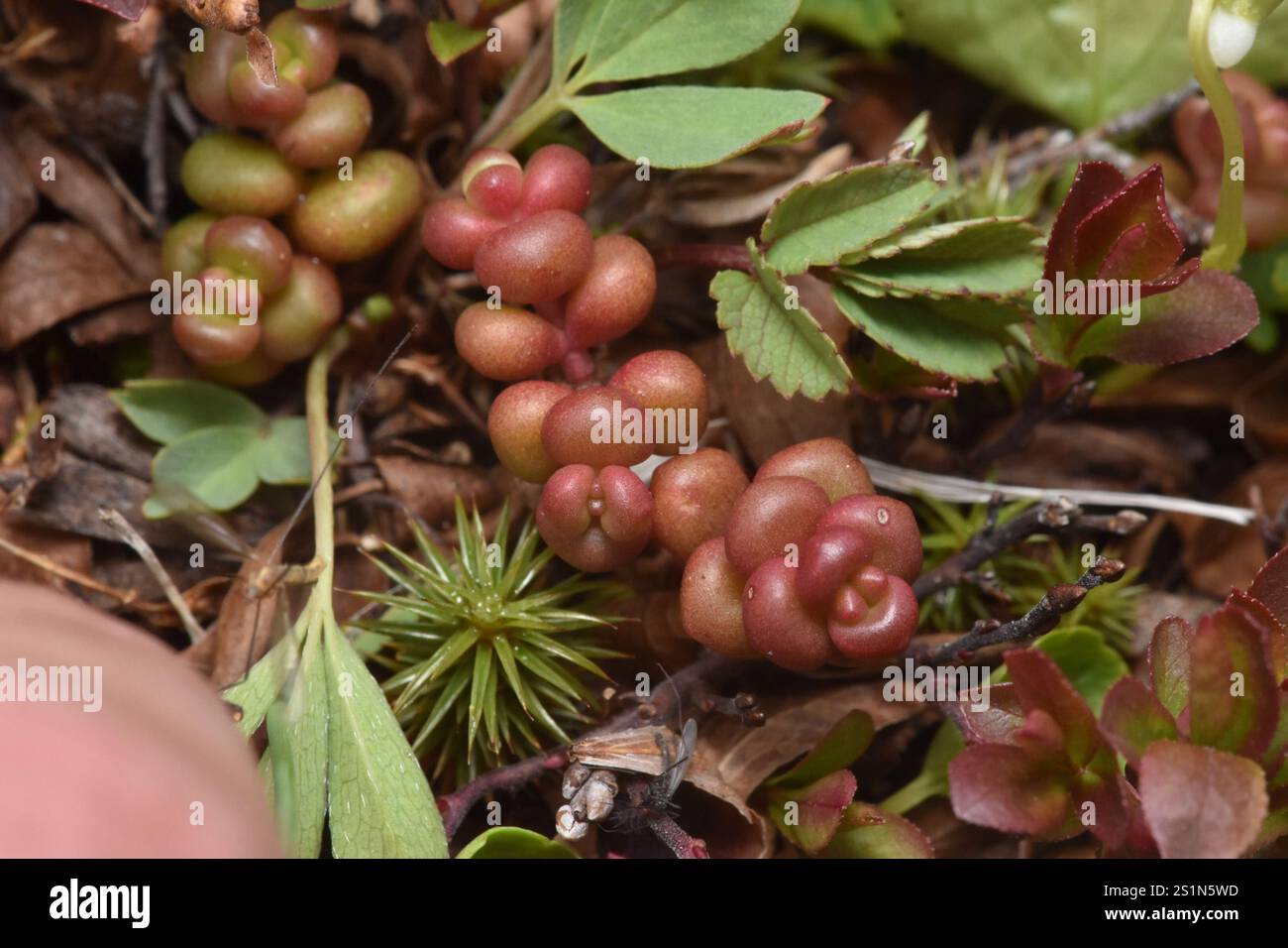 Pacific stonecrop (Sedum divergens Stock Photo - Alamy