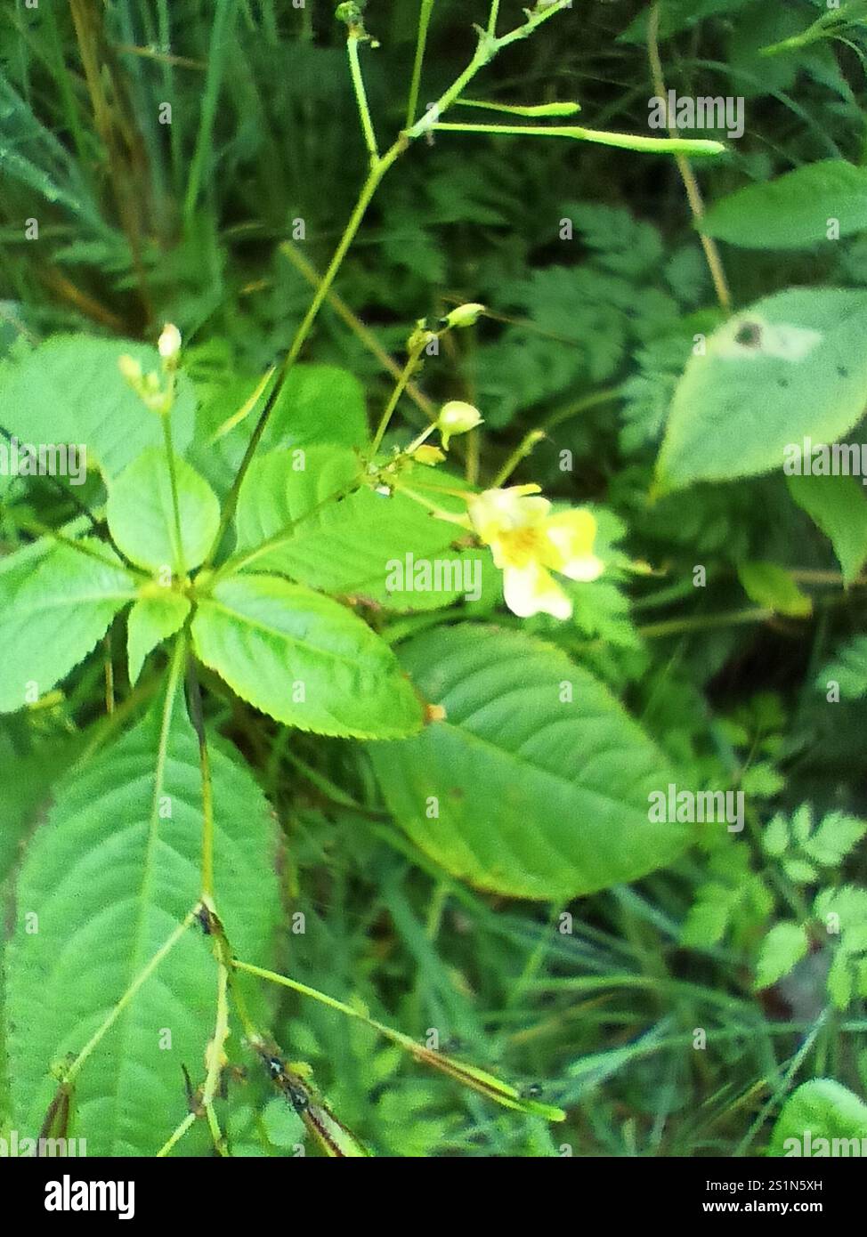 small balsam (Impatiens parviflora Stock Photo - Alamy
