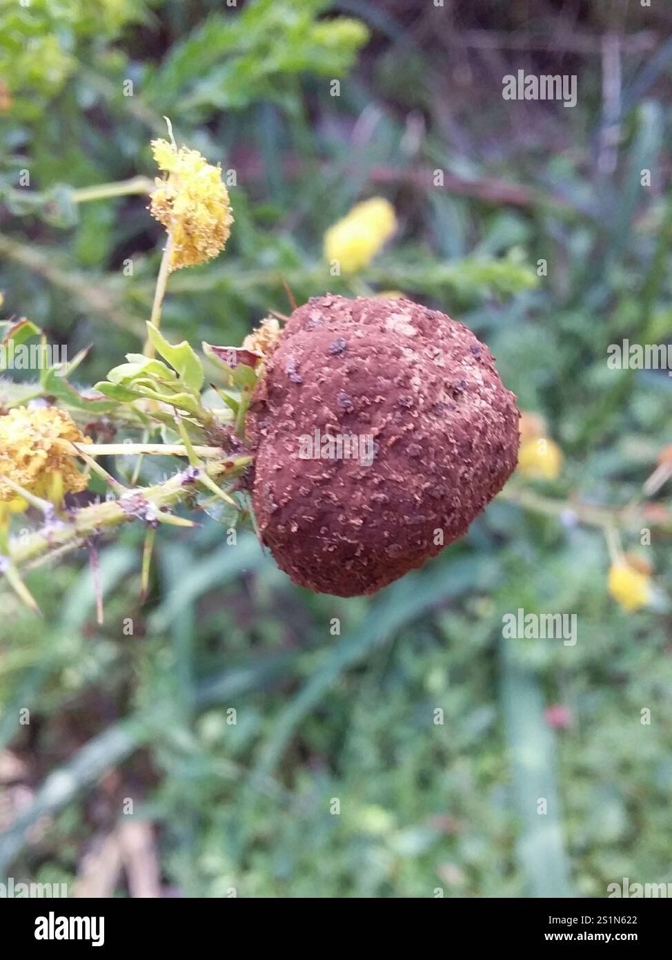 Kangaroo Thorn Gall Rust (Uromycladium paradoxae Stock Photo - Alamy