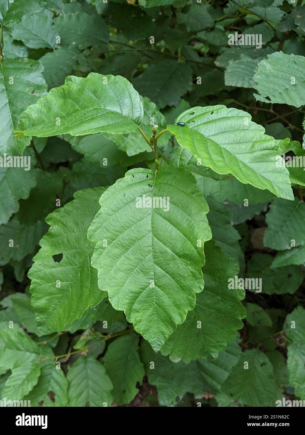 Red Alder (Alnus rubra Stock Photo - Alamy