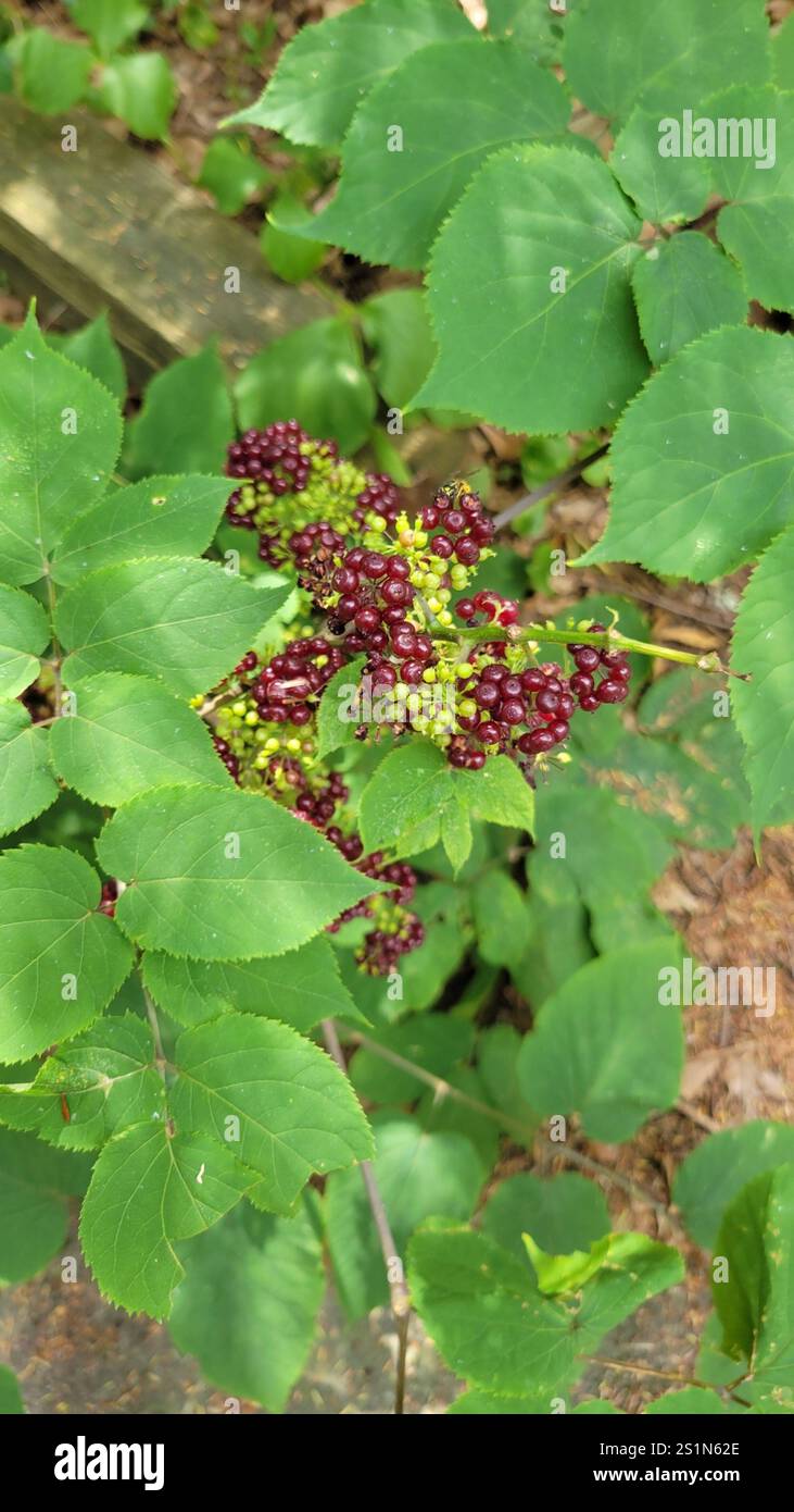 American spikenard (Aralia racemosa Stock Photo - Alamy