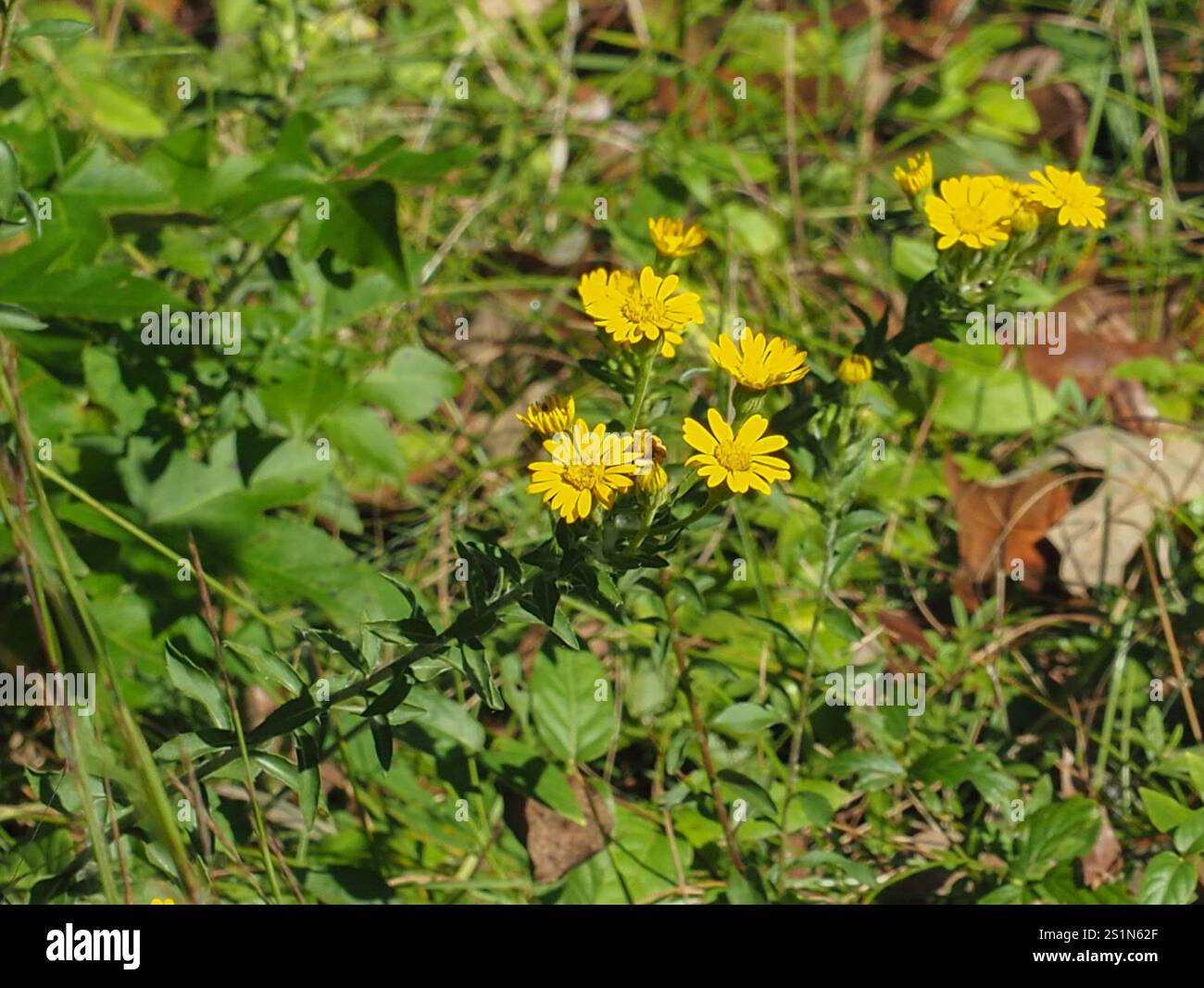 Maryland golden-aster (Chrysopsis mariana Stock Photo - Alamy