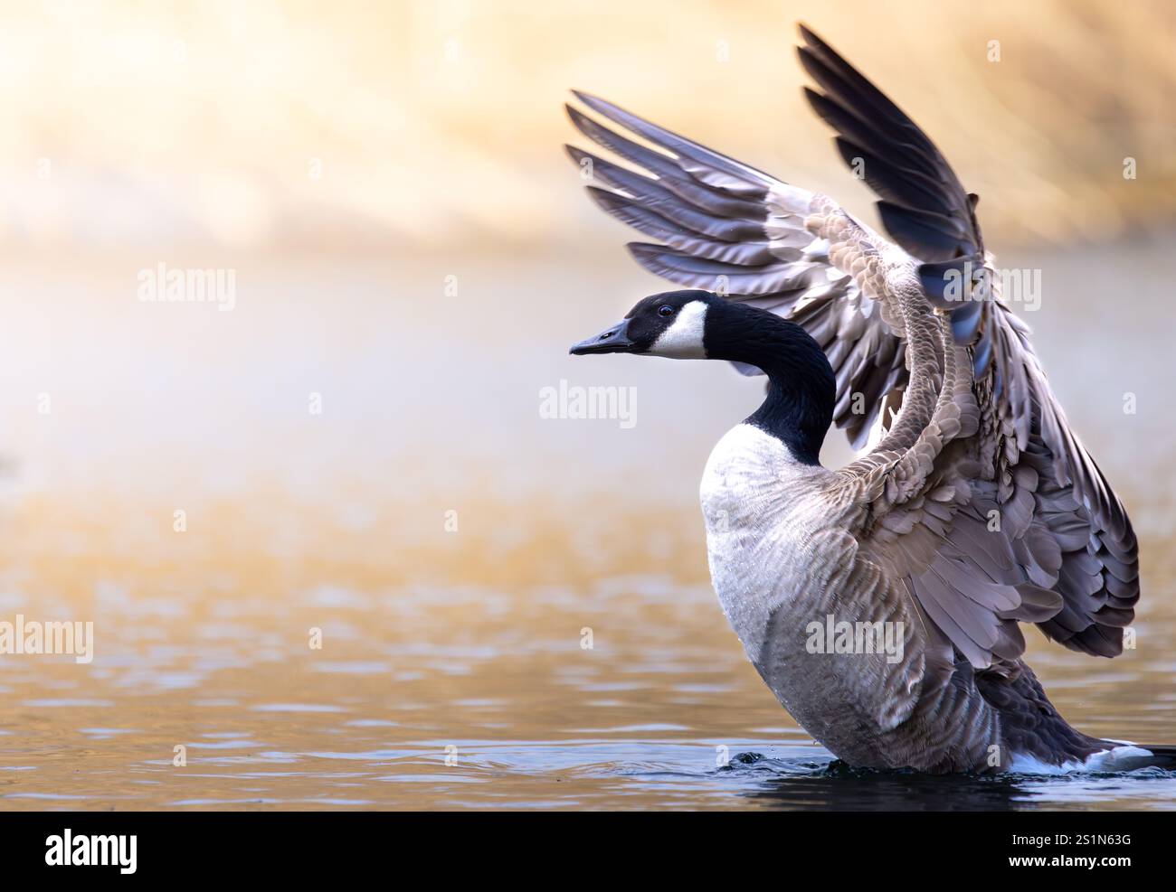 Sea goose standing up and drying its wings with sunny background Stock ...