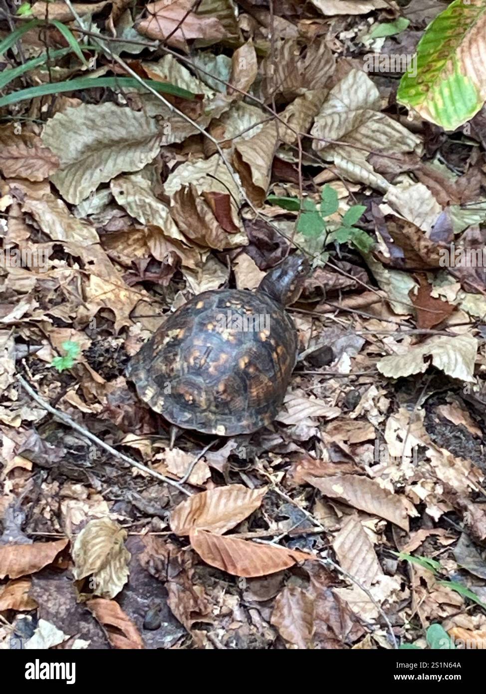 Eastern Box Turtle (Terrapene carolina carolina Stock Photo - Alamy
