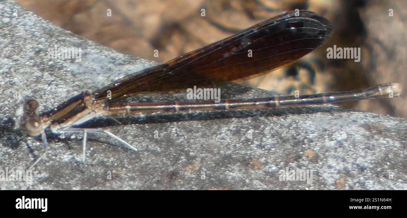 Variable Dancer (Argia fumipennis Stock Photo - Alamy