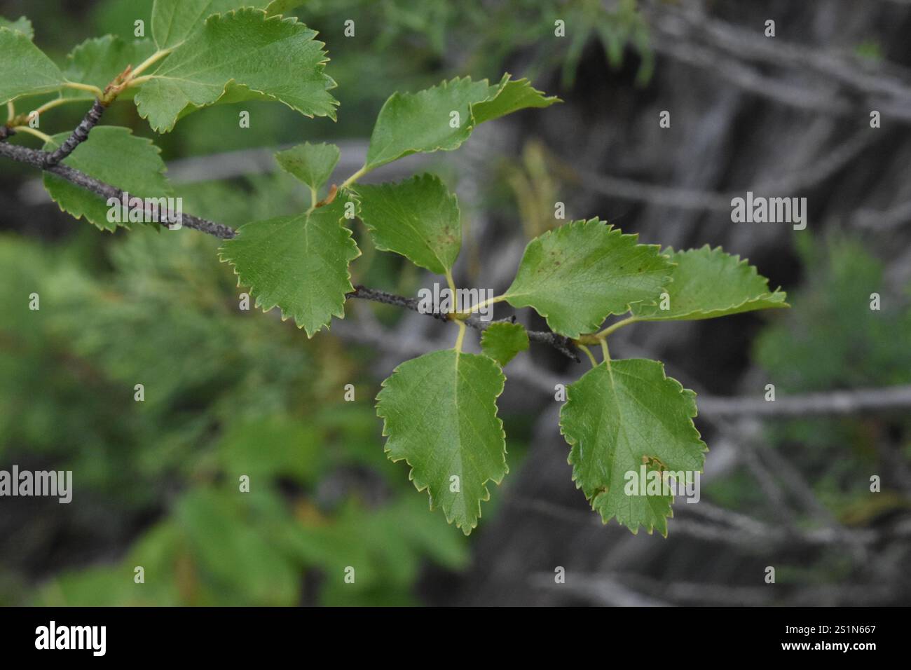 water birch (Betula occidentalis Stock Photo - Alamy