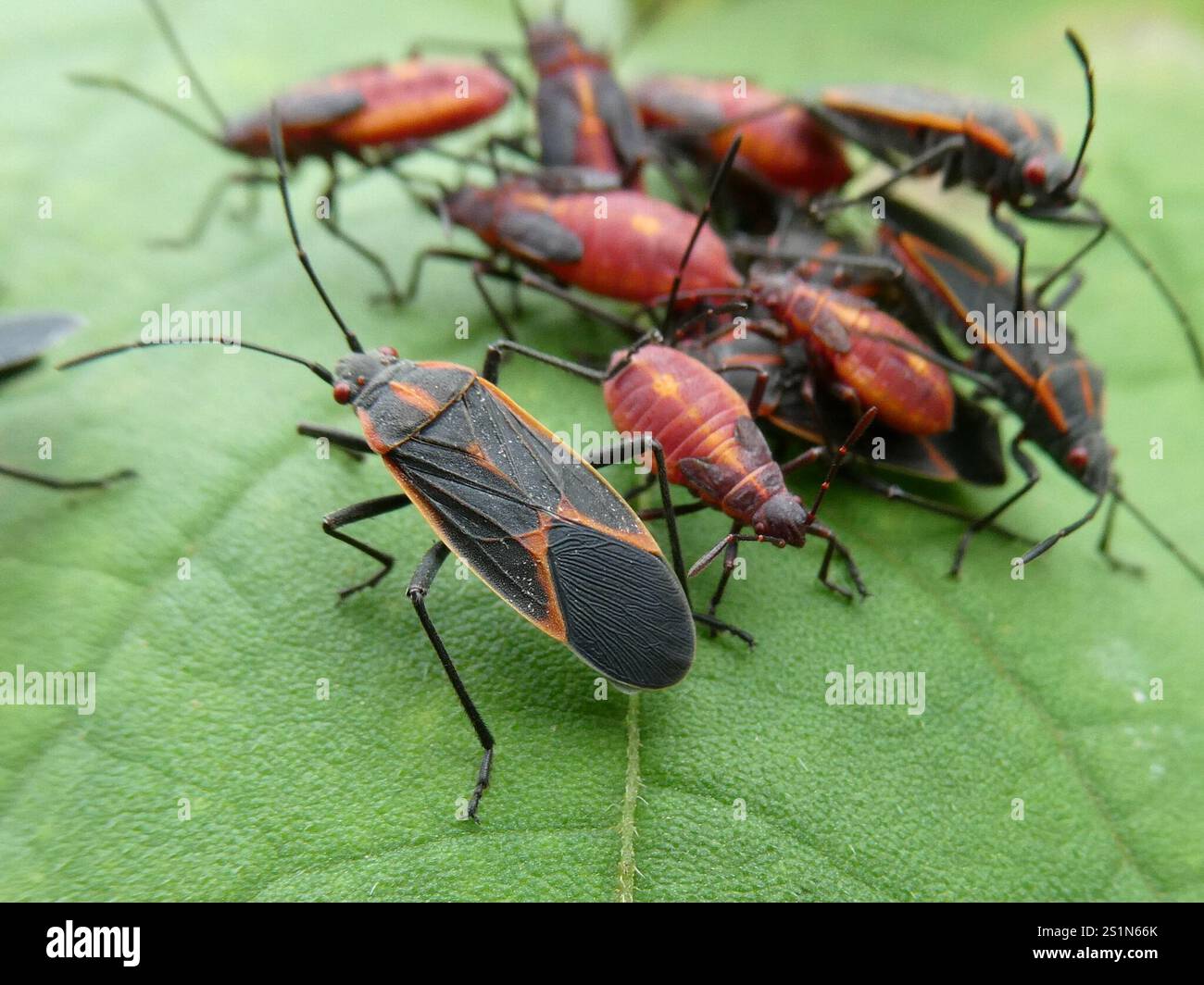 Eastern Boxelder Bug (Boisea trivittata Stock Photo - Alamy