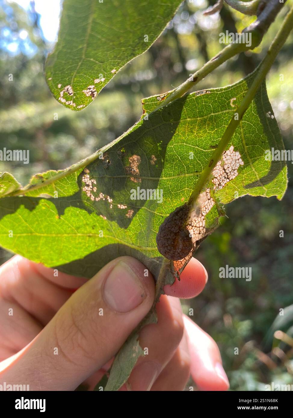 Eclipsed and Cryptic Oak Daggers (Acronicta increta Stock Photo - Alamy