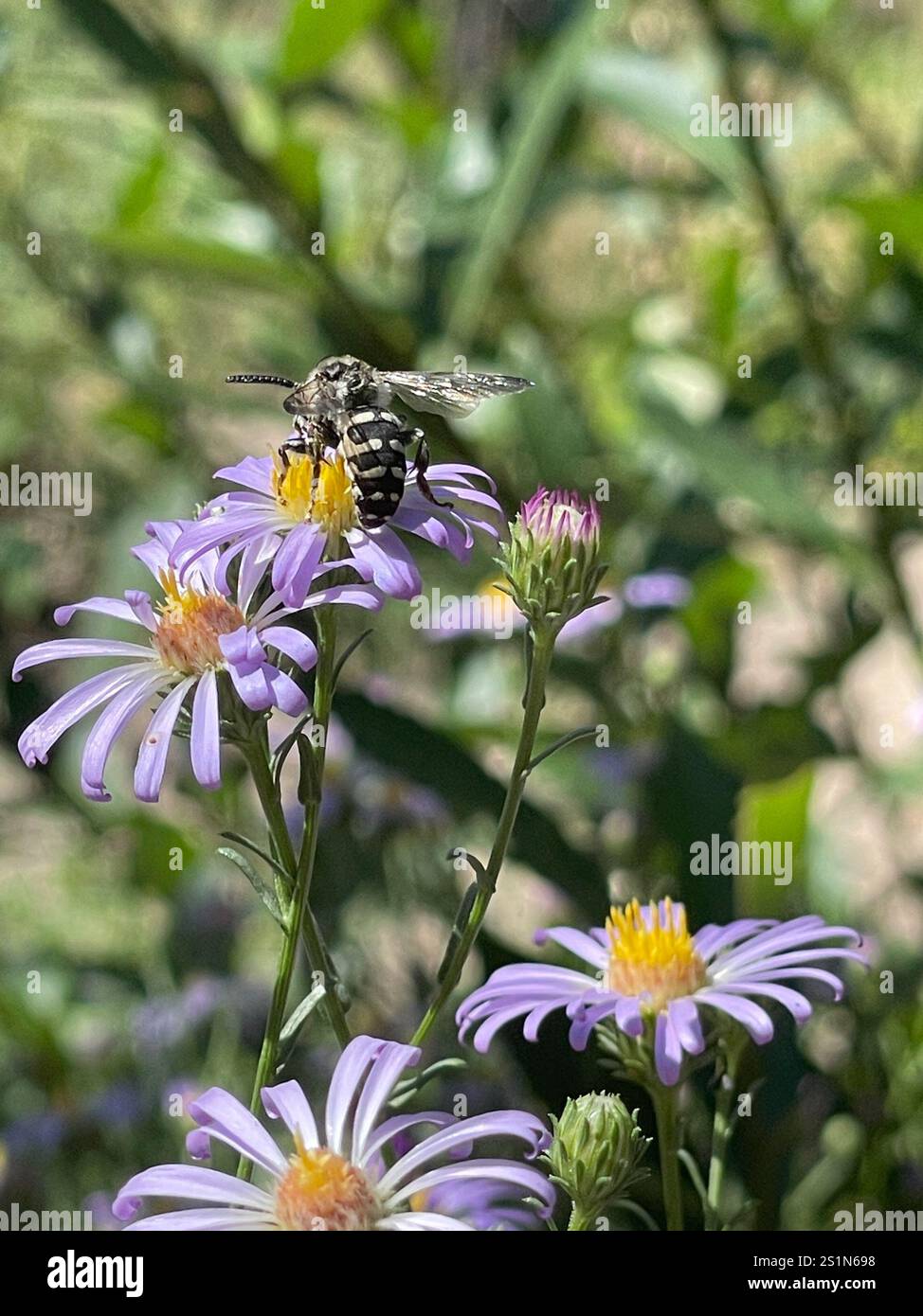 California Digger-cuckoo Bee (Brachymelecta californica Stock Photo - Alamy