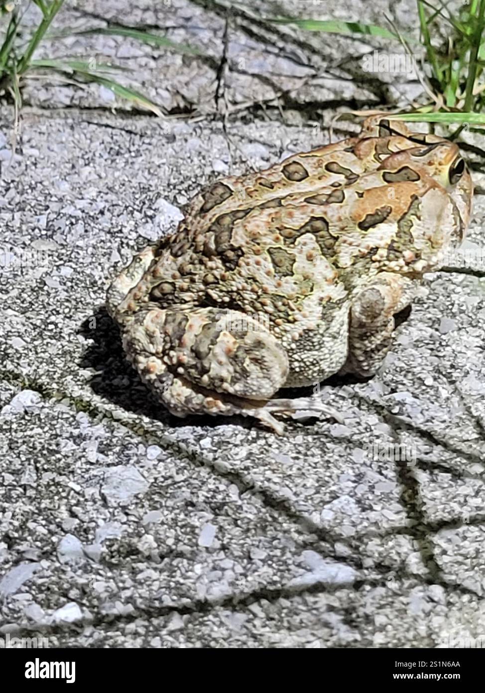 Southern Toad (Anaxyrus terrestris Stock Photo - Alamy