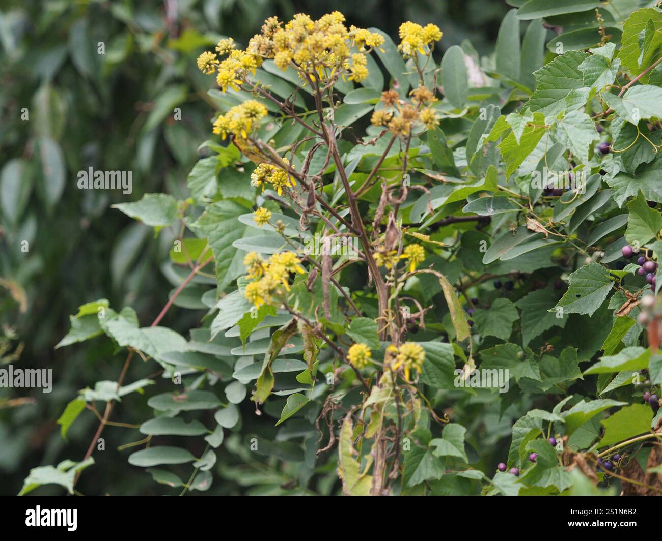 Wingstem (Verbesina alternifolia Stock Photo - Alamy