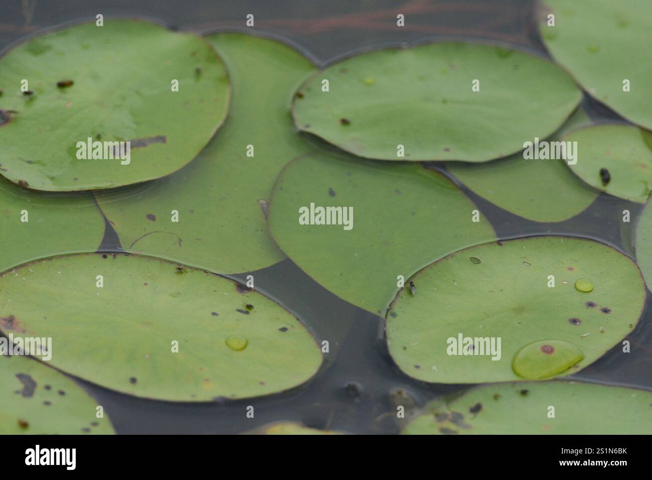 Watershield (Brasenia schreberi Stock Photo - Alamy