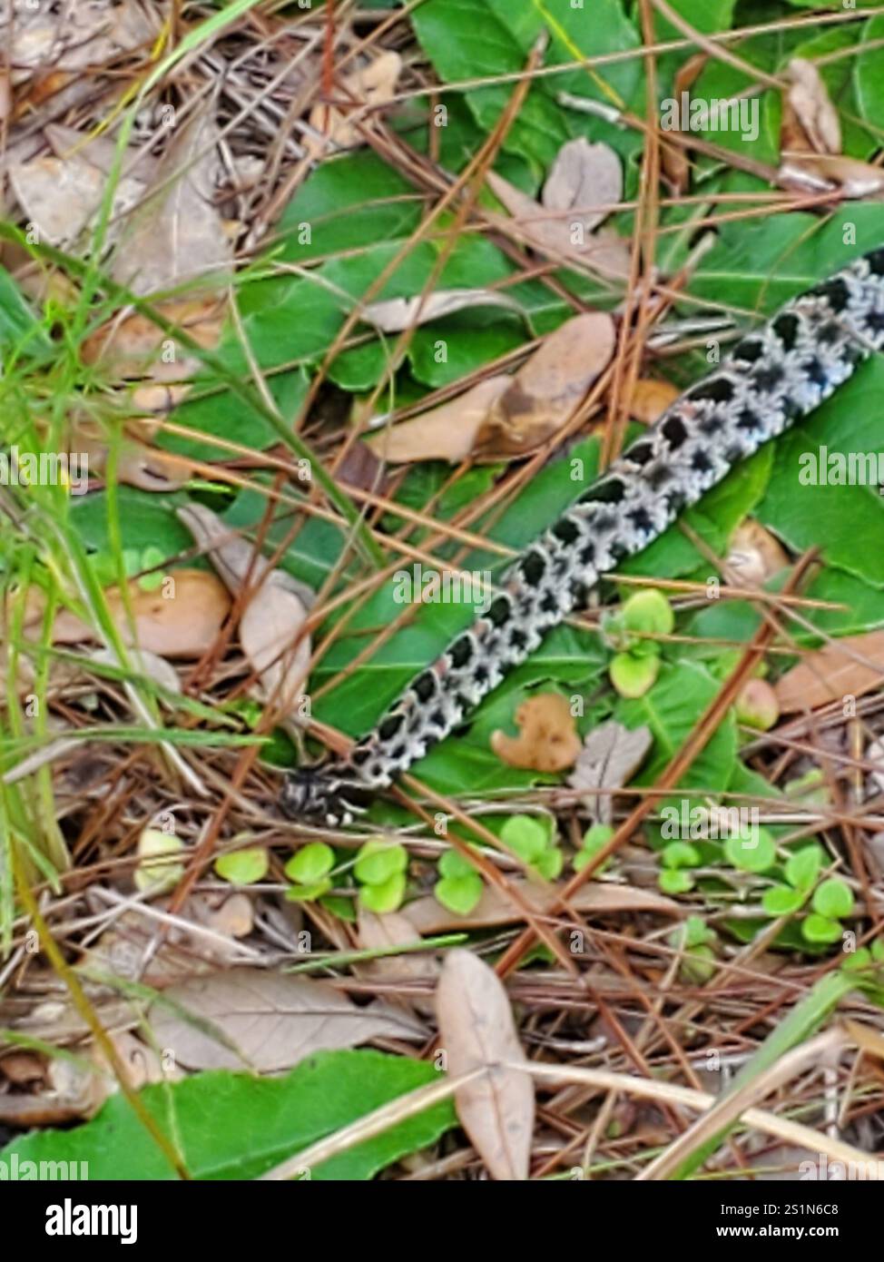 Pygmy Rattlesnake (Sistrurus miliarius Stock Photo - Alamy