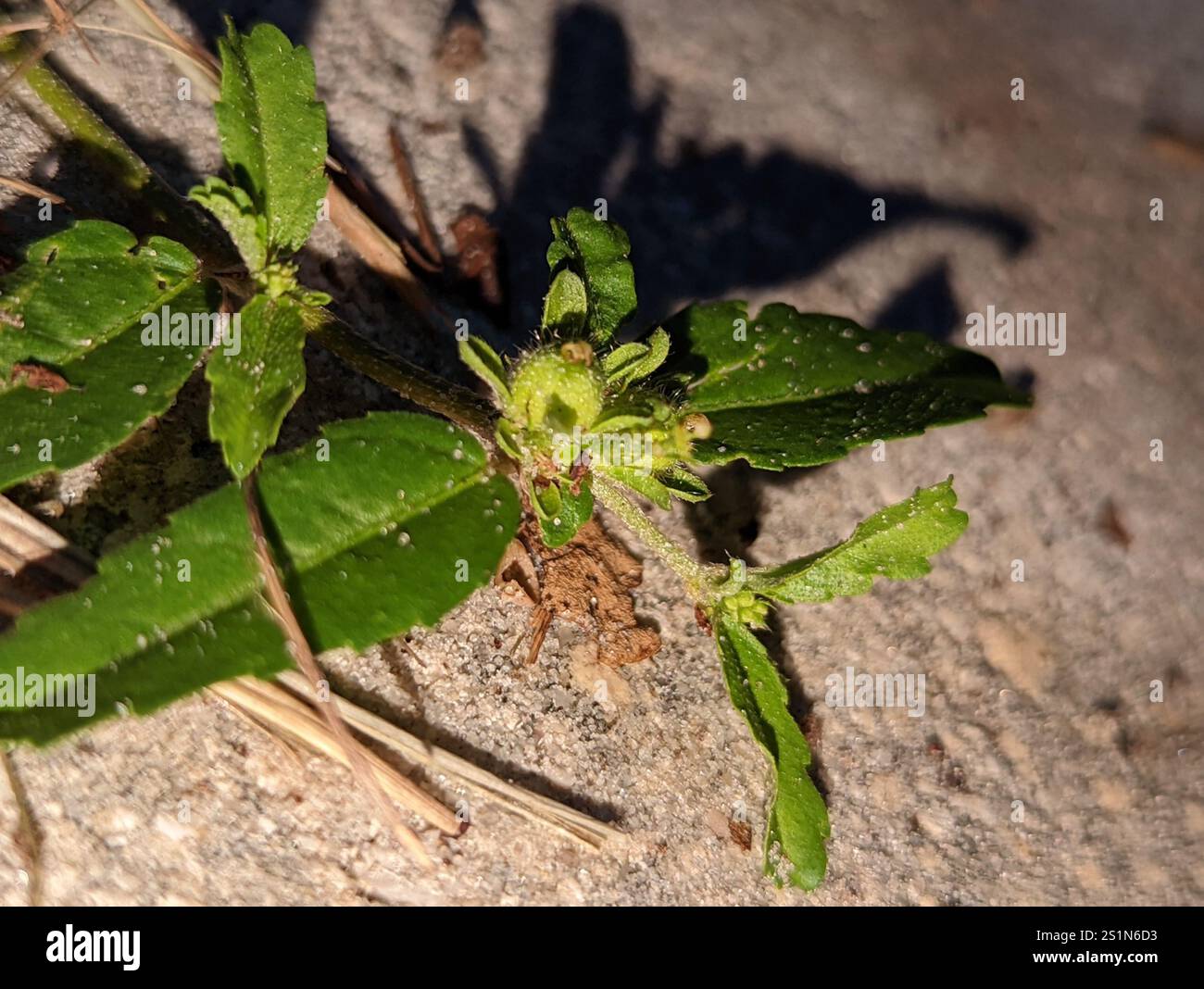 sand croton (Croton glandulosus septentrionalis Stock Photo - Alamy