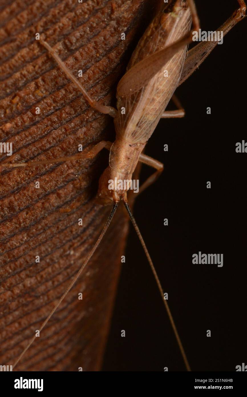 Western Tree Cricket (Oecanthus californicus Stock Photo - Alamy
