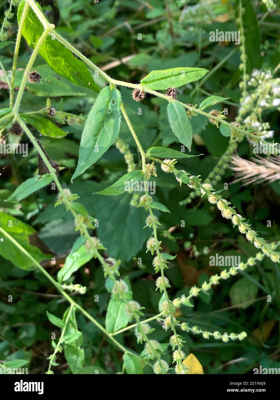 virginia stickseed (Hackelia virginiana Stock Photo - Alamy