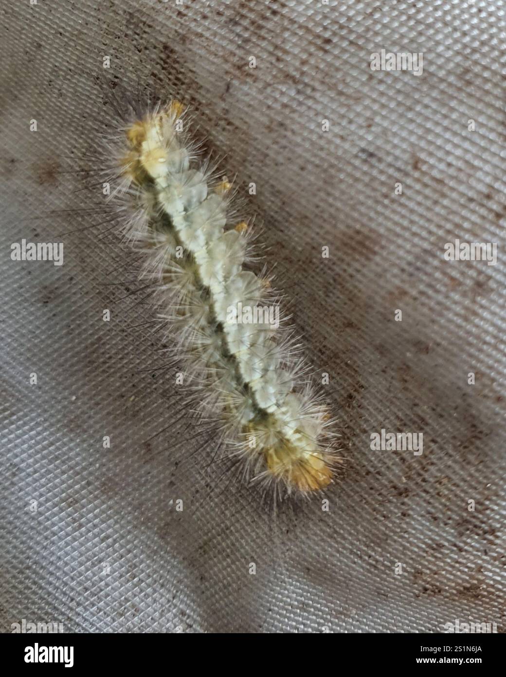 Underwing, Tiger, Tussock, and Allied Moths (Erebidae Stock Photo - Alamy