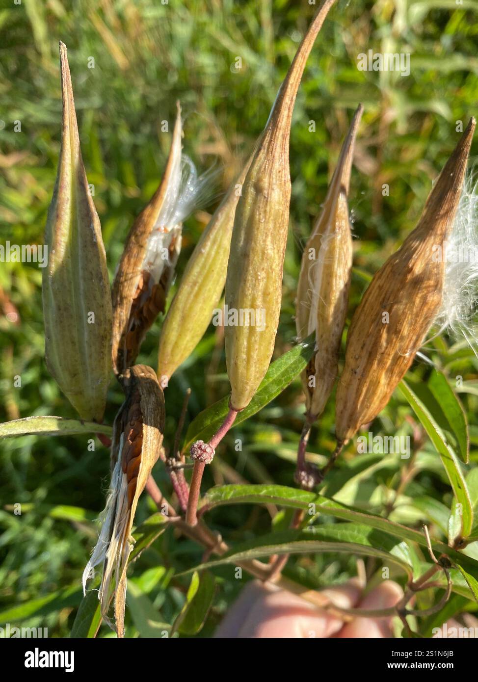 swamp milkweed (Asclepias incarnata Stock Photo - Alamy