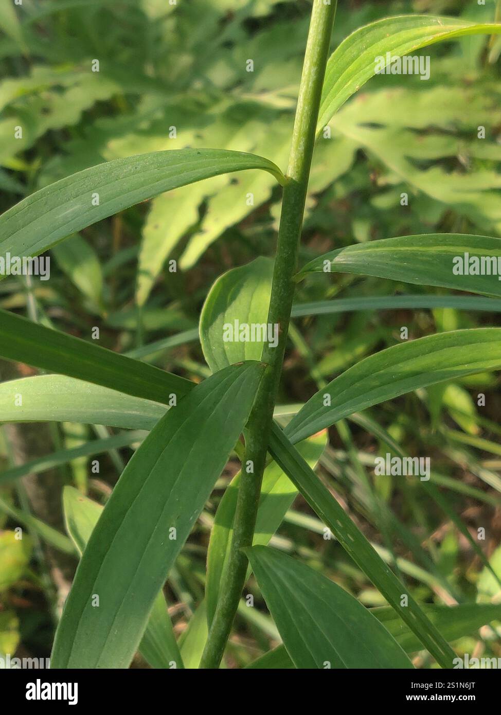 Michigan lily (Lilium michiganense Stock Photo - Alamy
