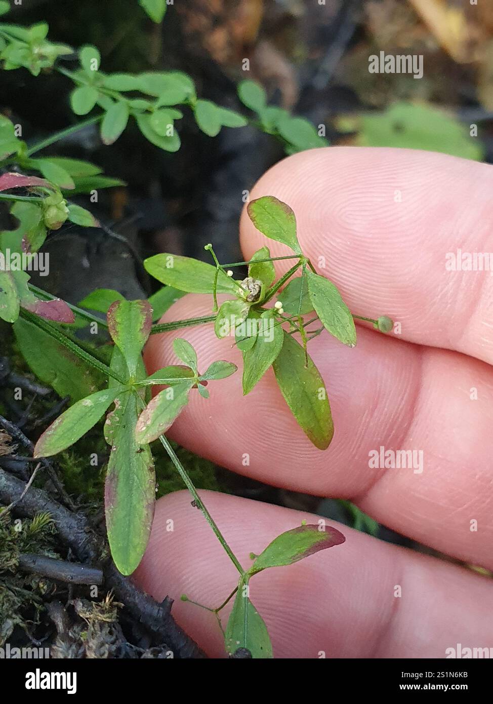 Common Marsh-bedstraw (Galium palustre Stock Photo - Alamy