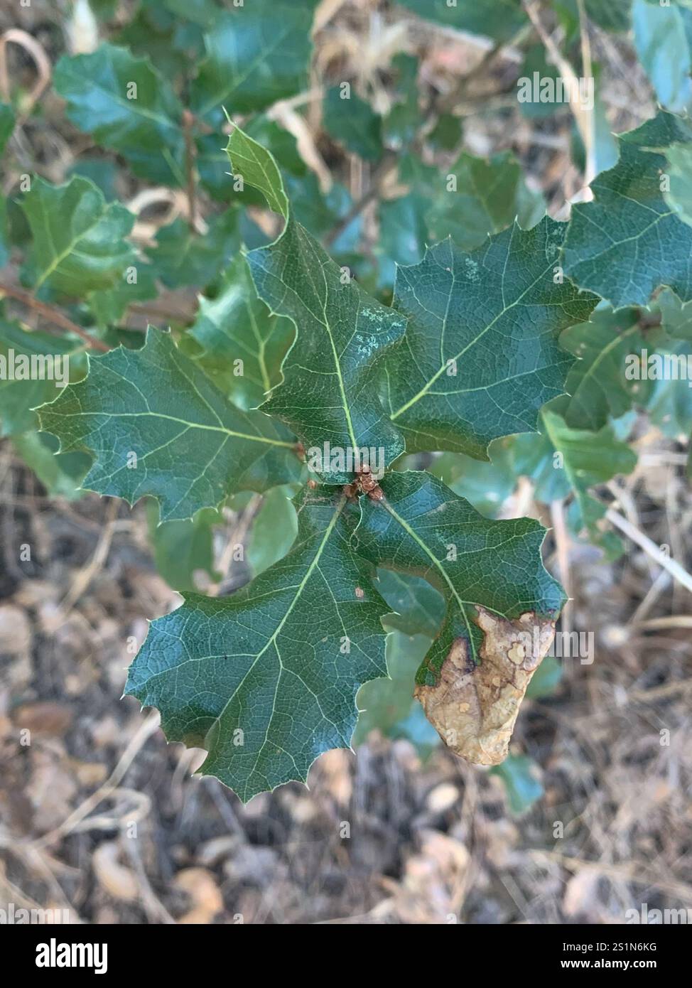 interior live oak (Quercus wislizeni Stock Photo - Alamy