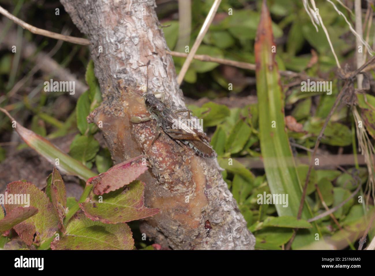 Club-legged Grasshopper (Gomphocerus sibiricus Stock Photo - Alamy