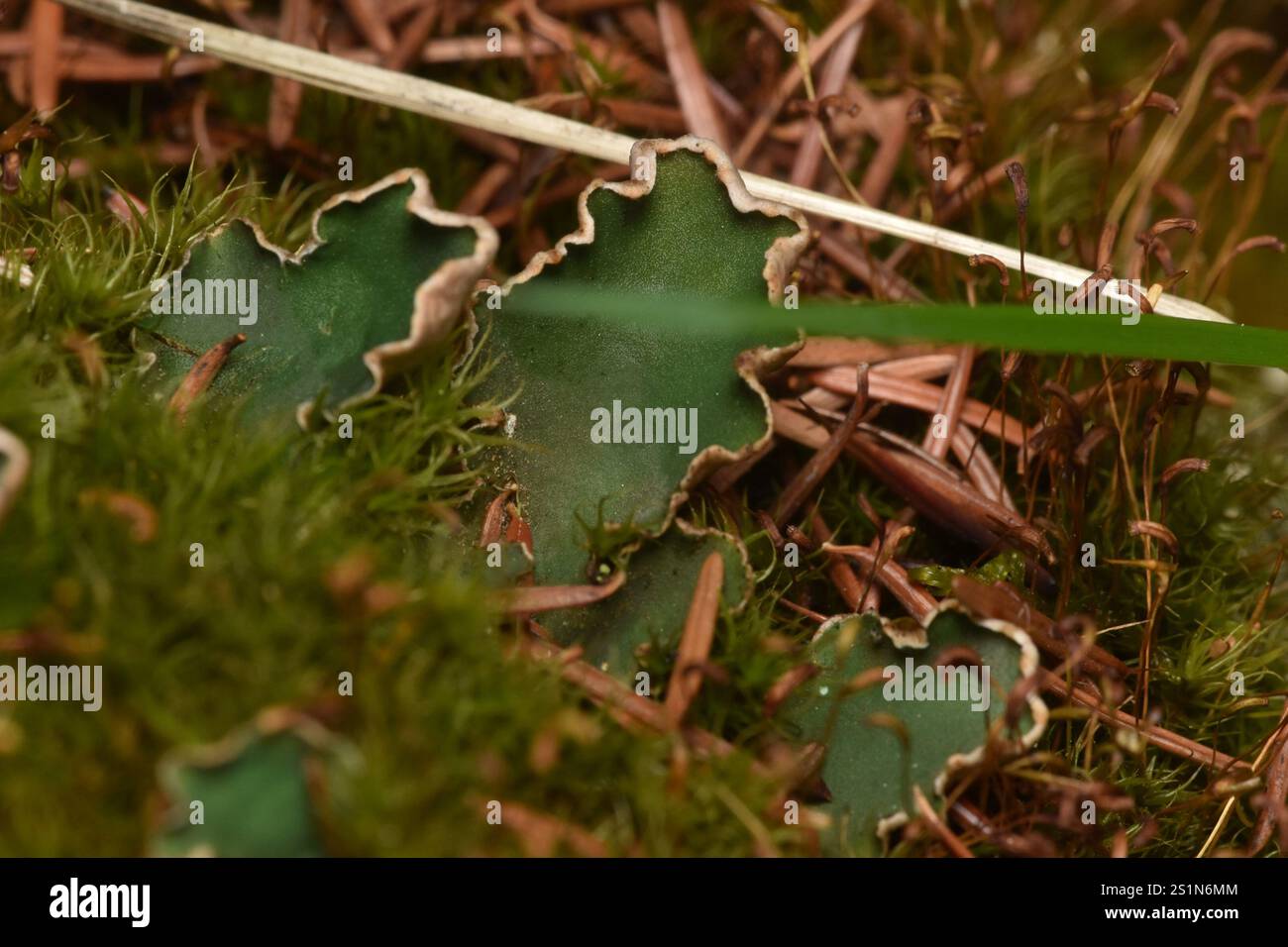 membranous pelt lichen (Peltigera membranacea Stock Photo - Alamy