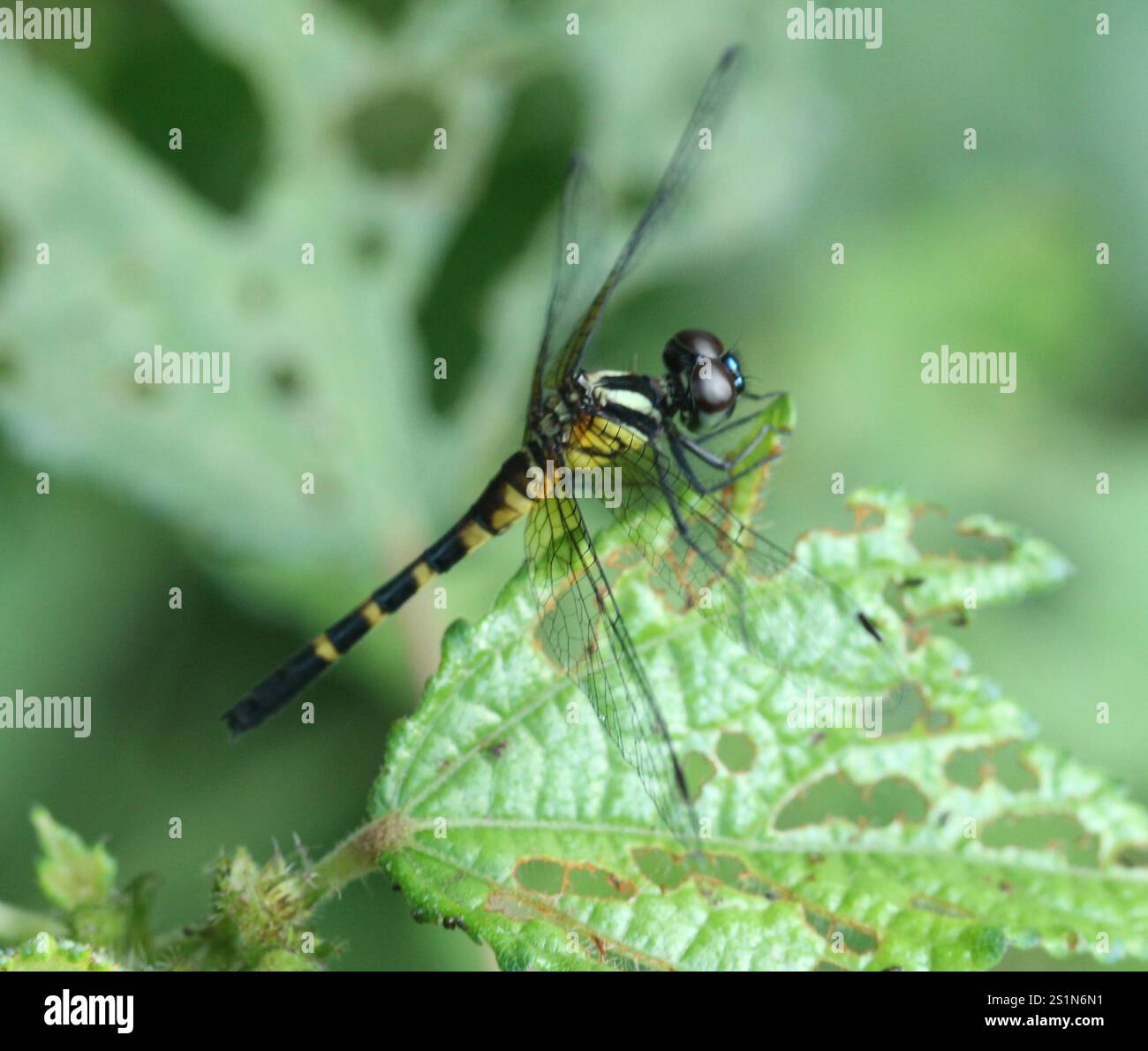 Pigmy Skimmer (Tetrathemis platyptera Stock Photo - Alamy