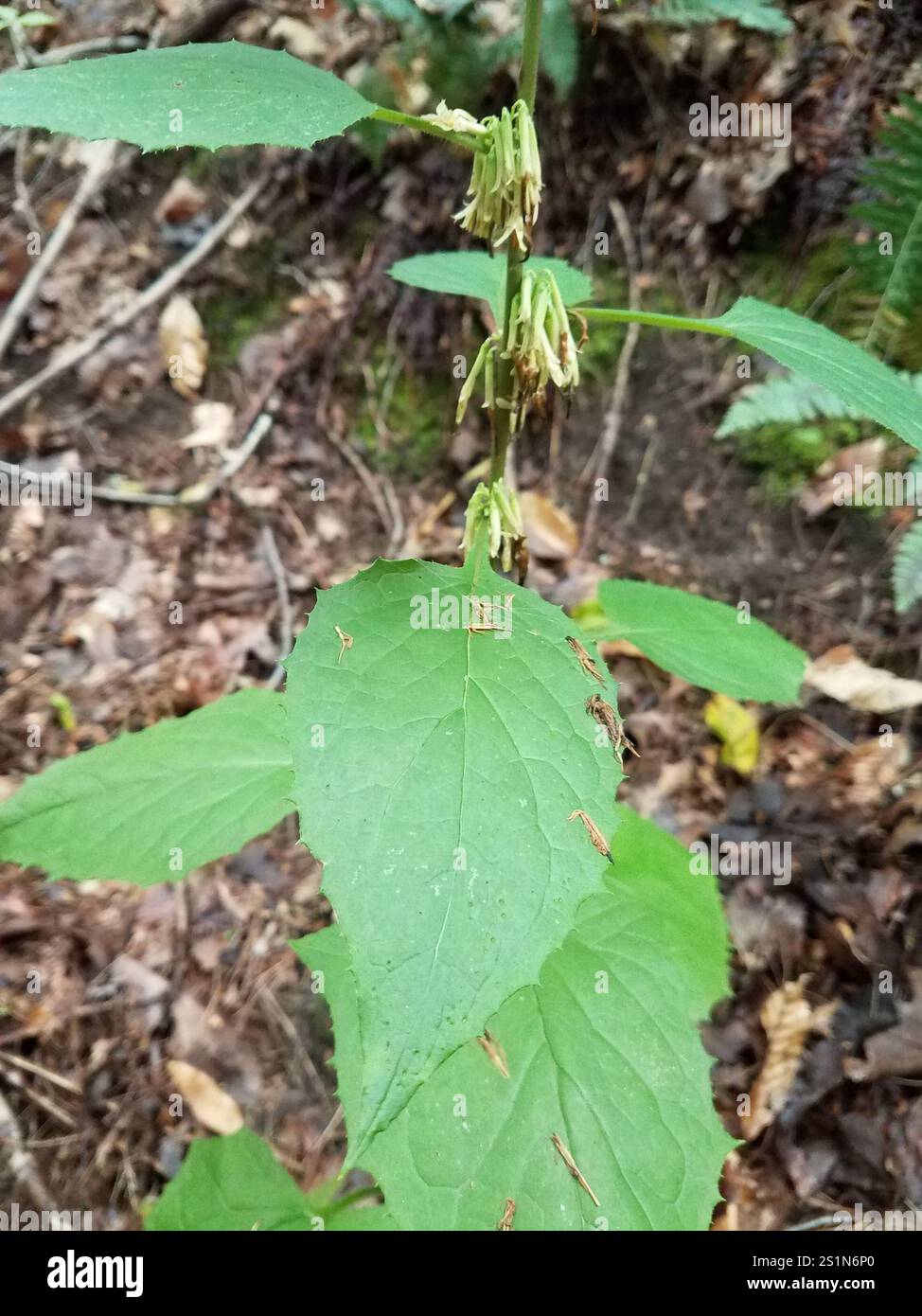 tall rattlesnake root (Nabalus altissimus Stock Photo - Alamy
