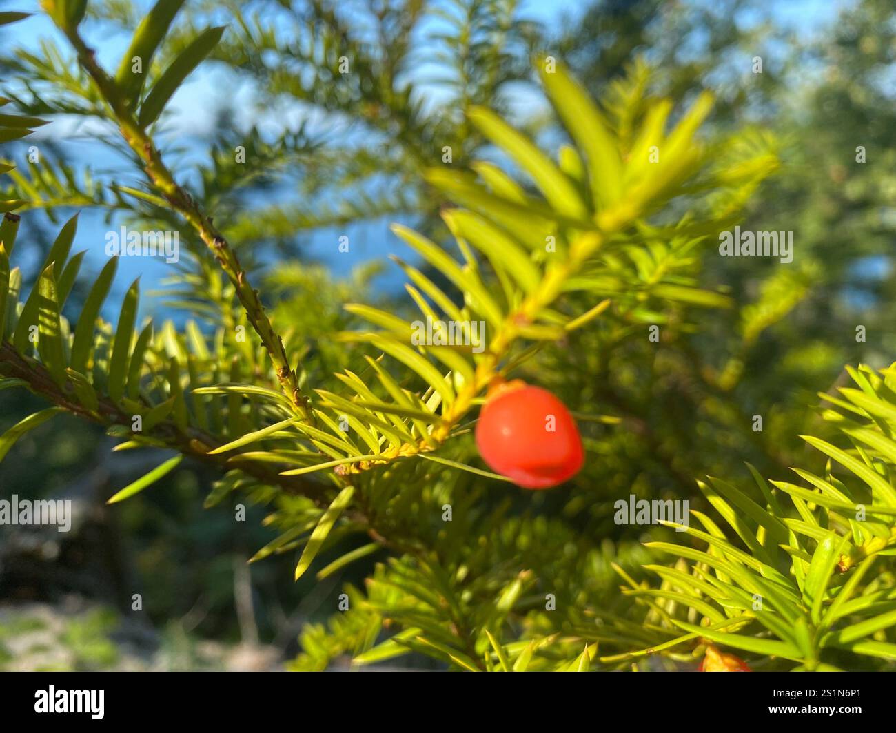 Canada yew (Taxus canadensis Stock Photo - Alamy