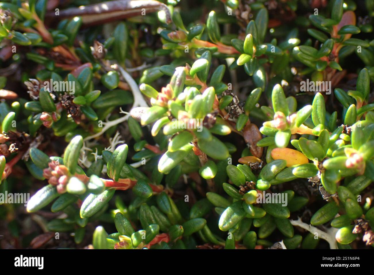 alpine azalea (Kalmia procumbens Stock Photo - Alamy