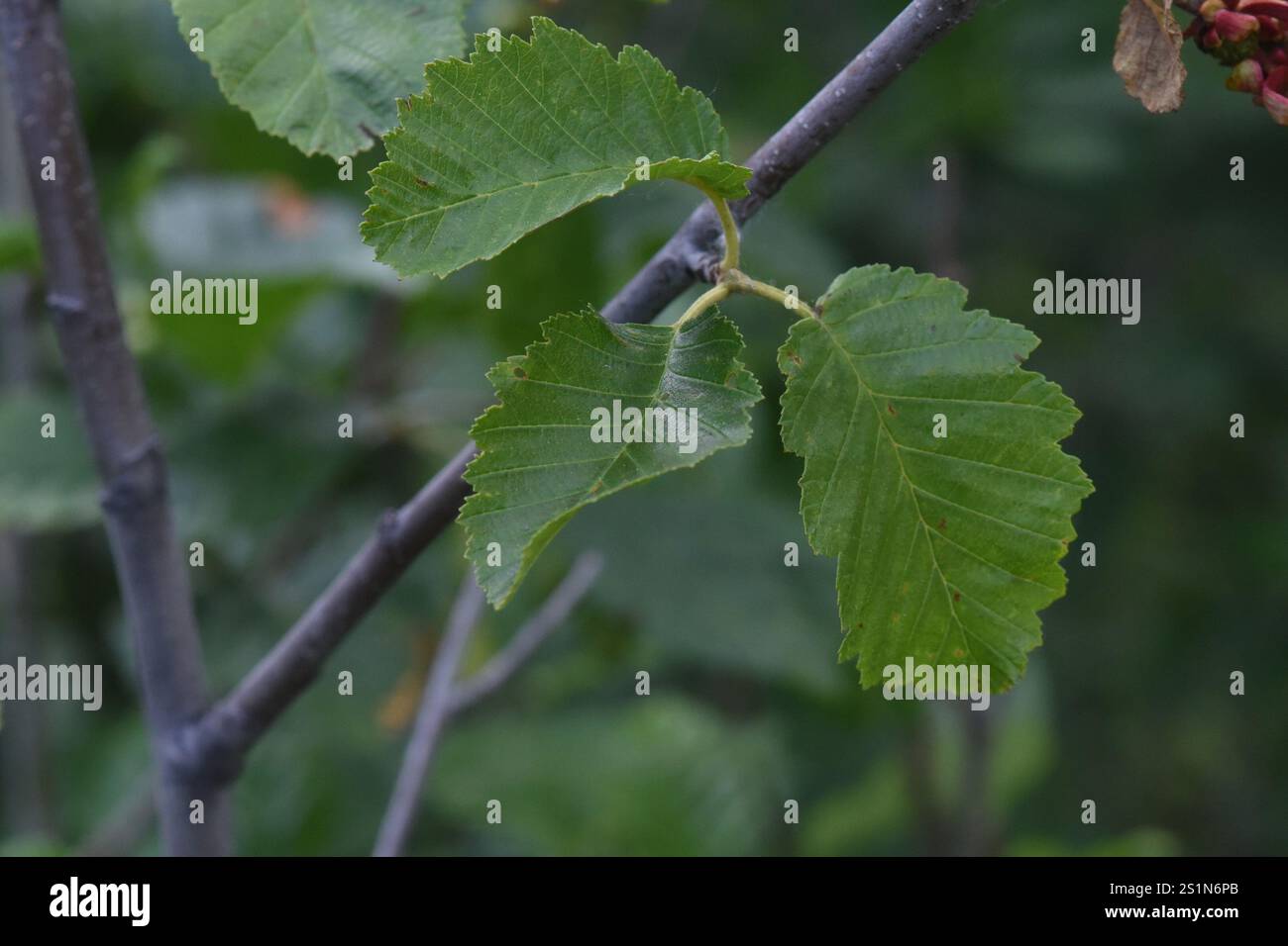 green alder (Alnus alnobetula Stock Photo - Alamy