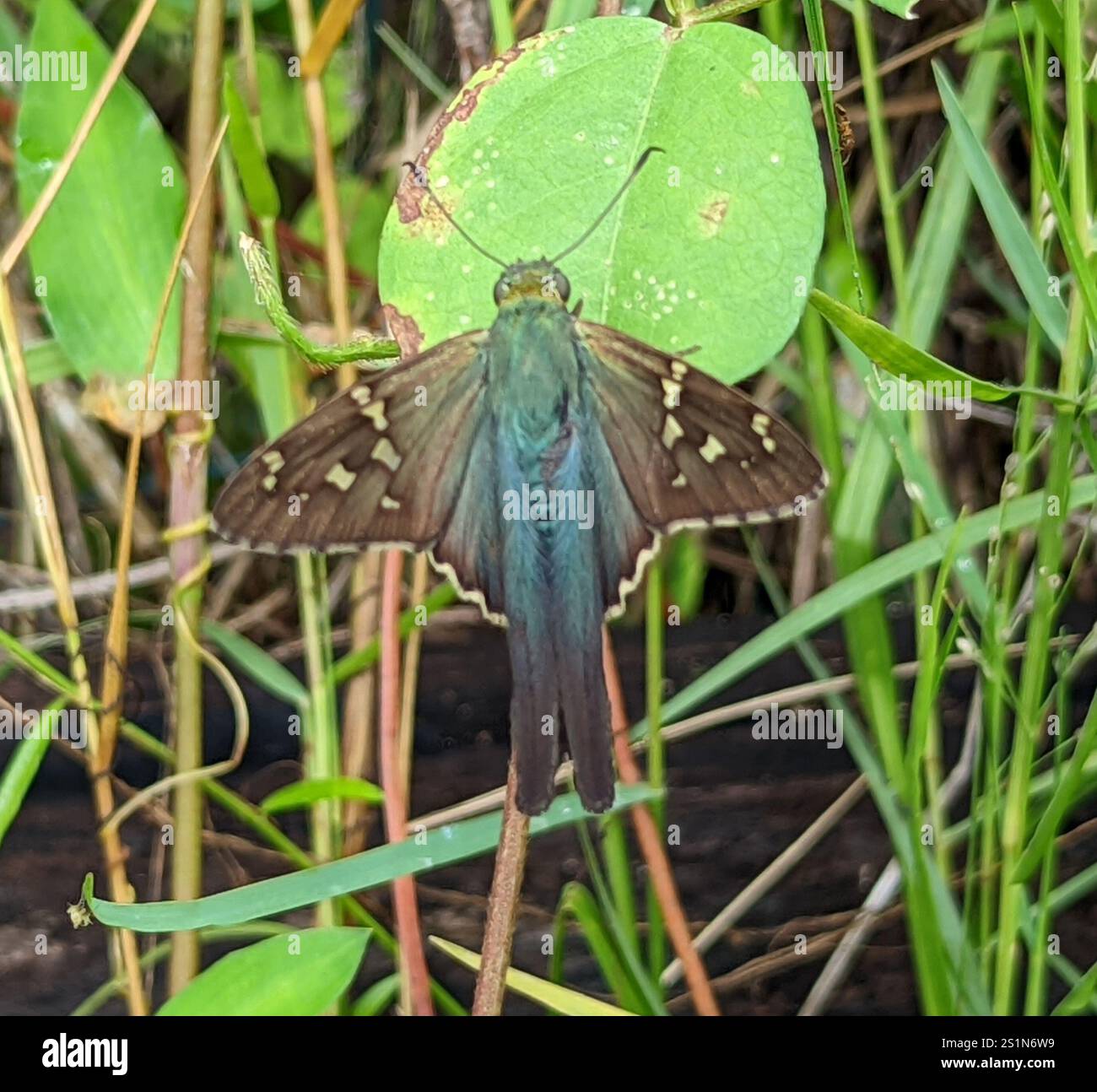 Long-tailed Skipper (Urbanus proteus Stock Photo - Alamy