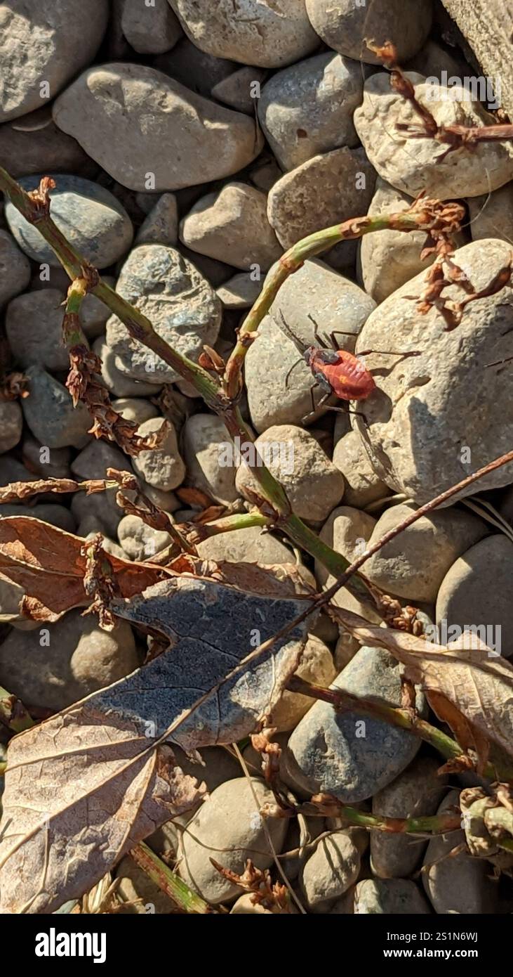 Eastern Boxelder Bug (Boisea trivittata Stock Photo - Alamy