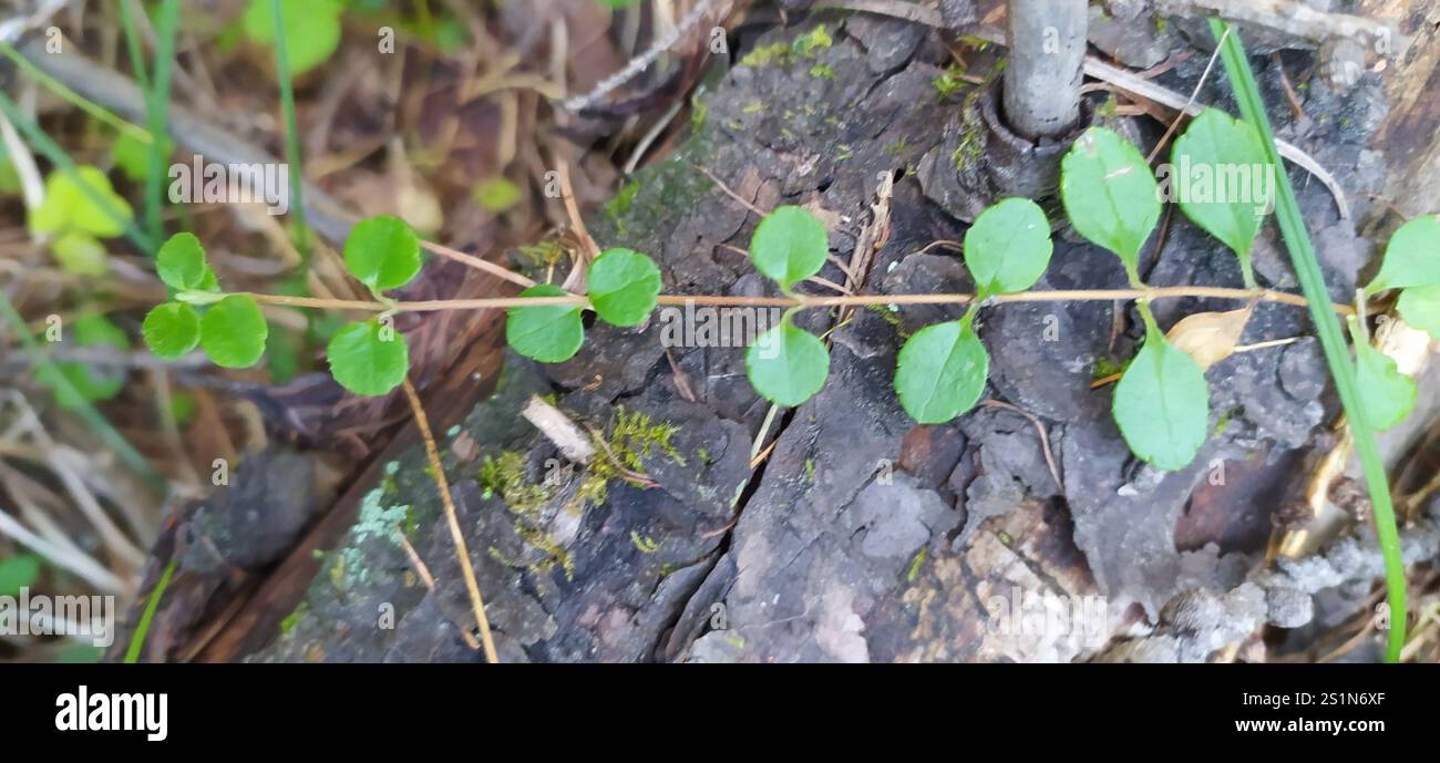 Twinflower (Linnaea borealis Stock Photo - Alamy