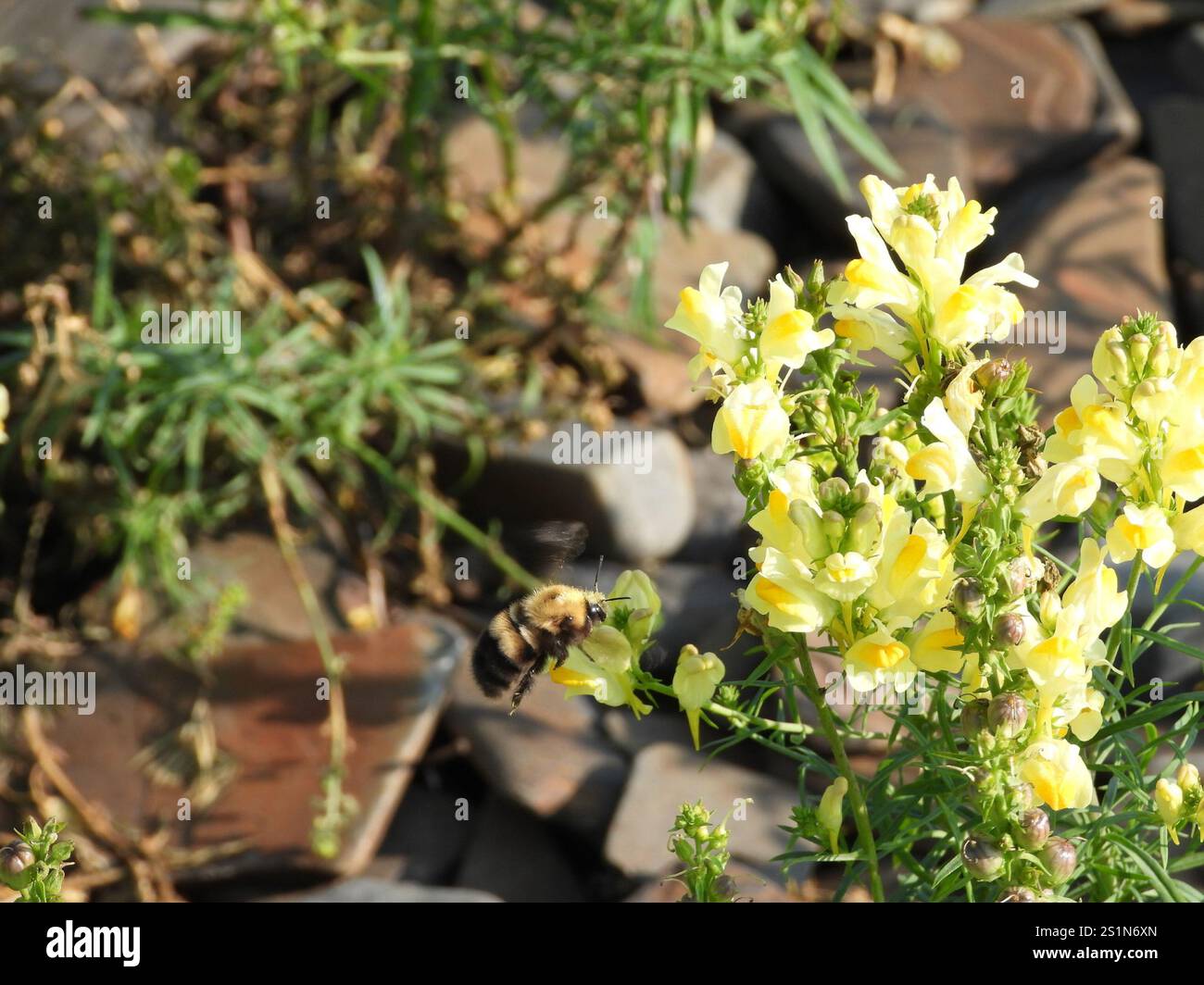 Perplexing Bumble Bee (Bombus perplexus Stock Photo - Alamy