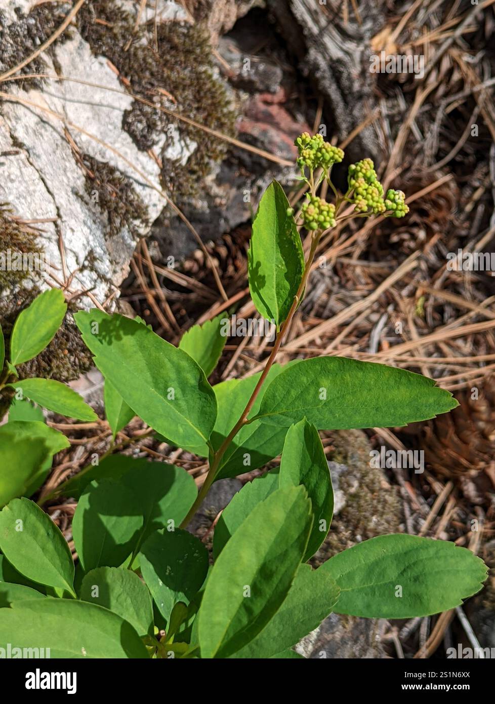 Shinyleaf Meadowsweet (Spiraea lucida Stock Photo - Alamy