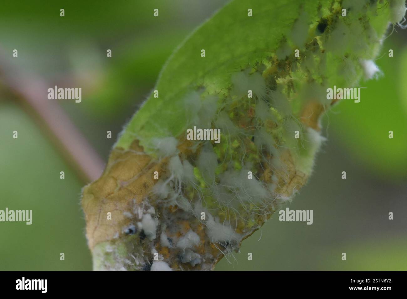 Woolly Aphids and Gall-making Aphids (Eriosomatinae Stock Photo - Alamy