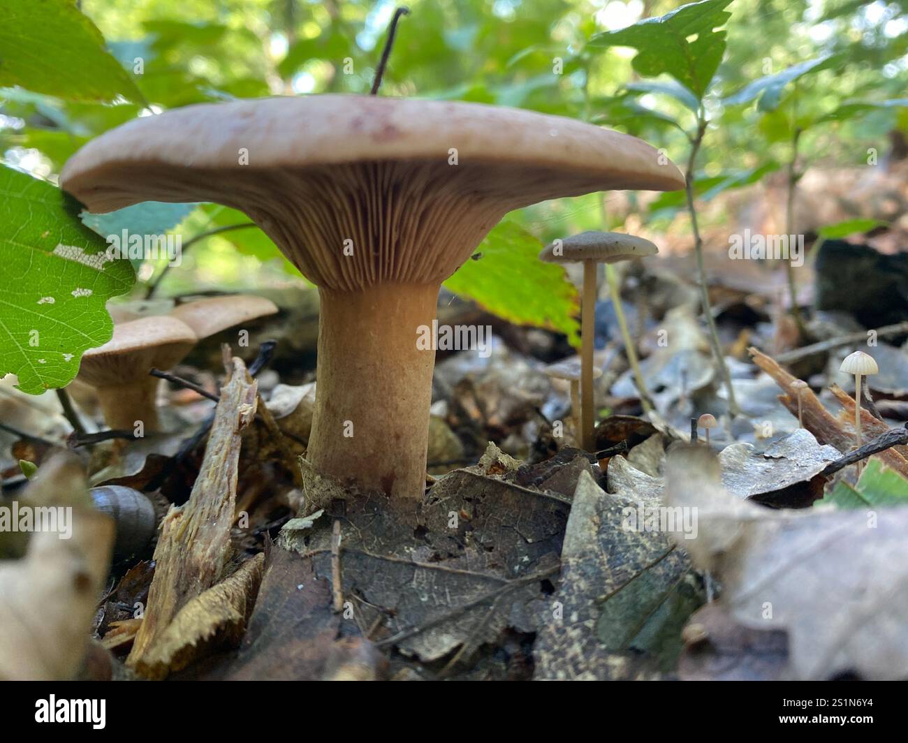 Oakbug Milkcap (Lactarius quietus Stock Photo - Alamy