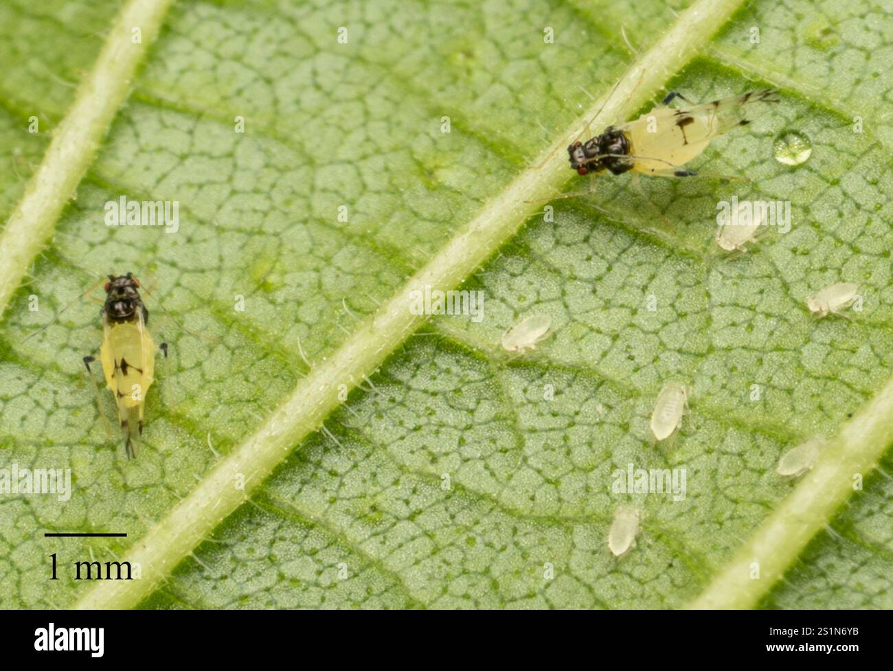 Japanese elm aphid (Tinocallis takachihoensis Stock Photo - Alamy