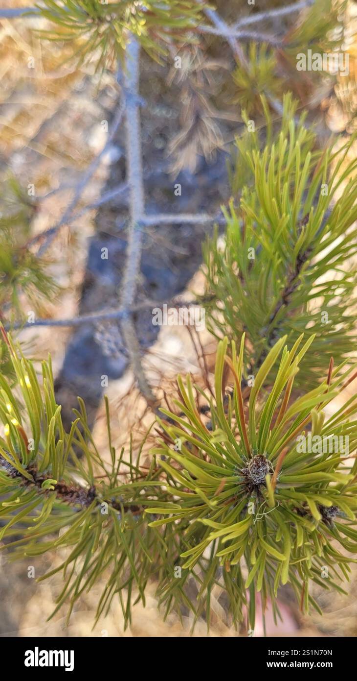 Shore Pine (Pinus contorta contorta Stock Photo - Alamy