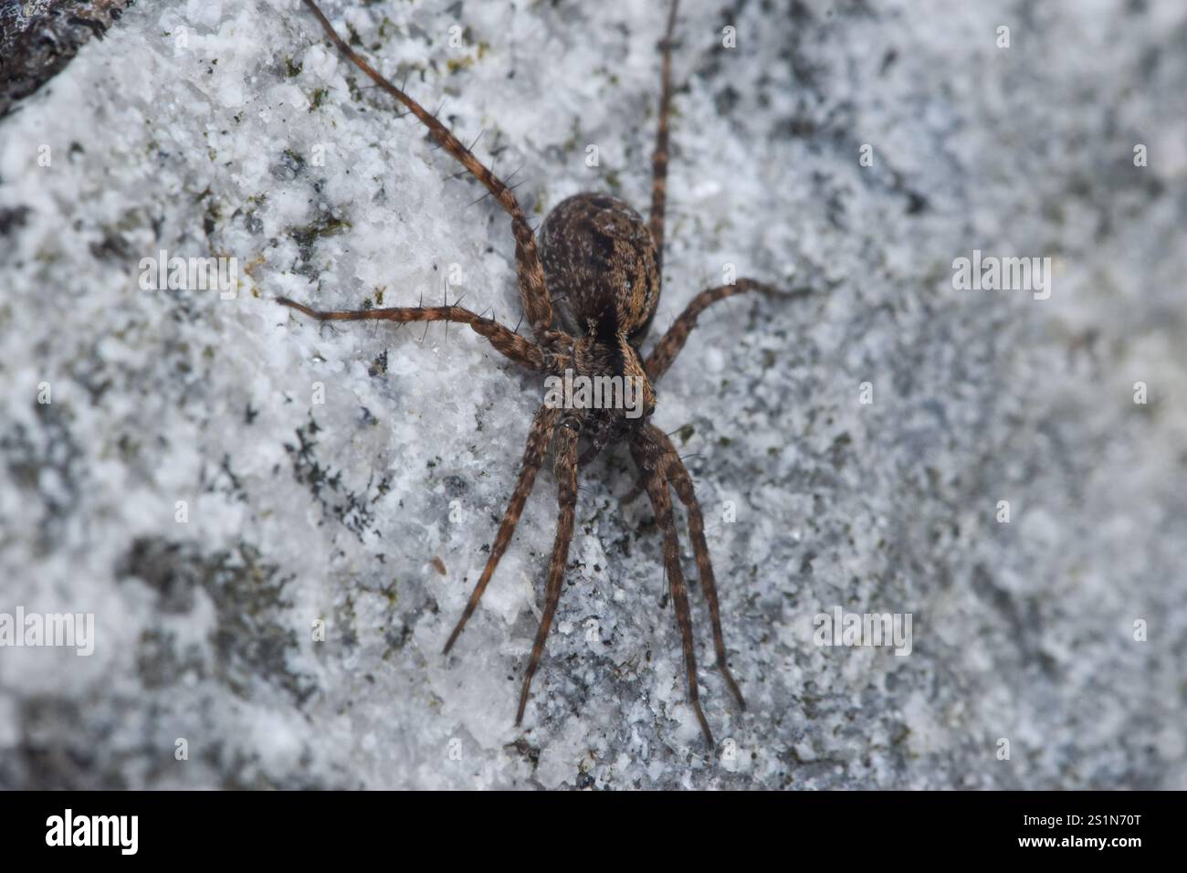 Thin-legged Wolf Spiders (Pardosa Stock Photo - Alamy