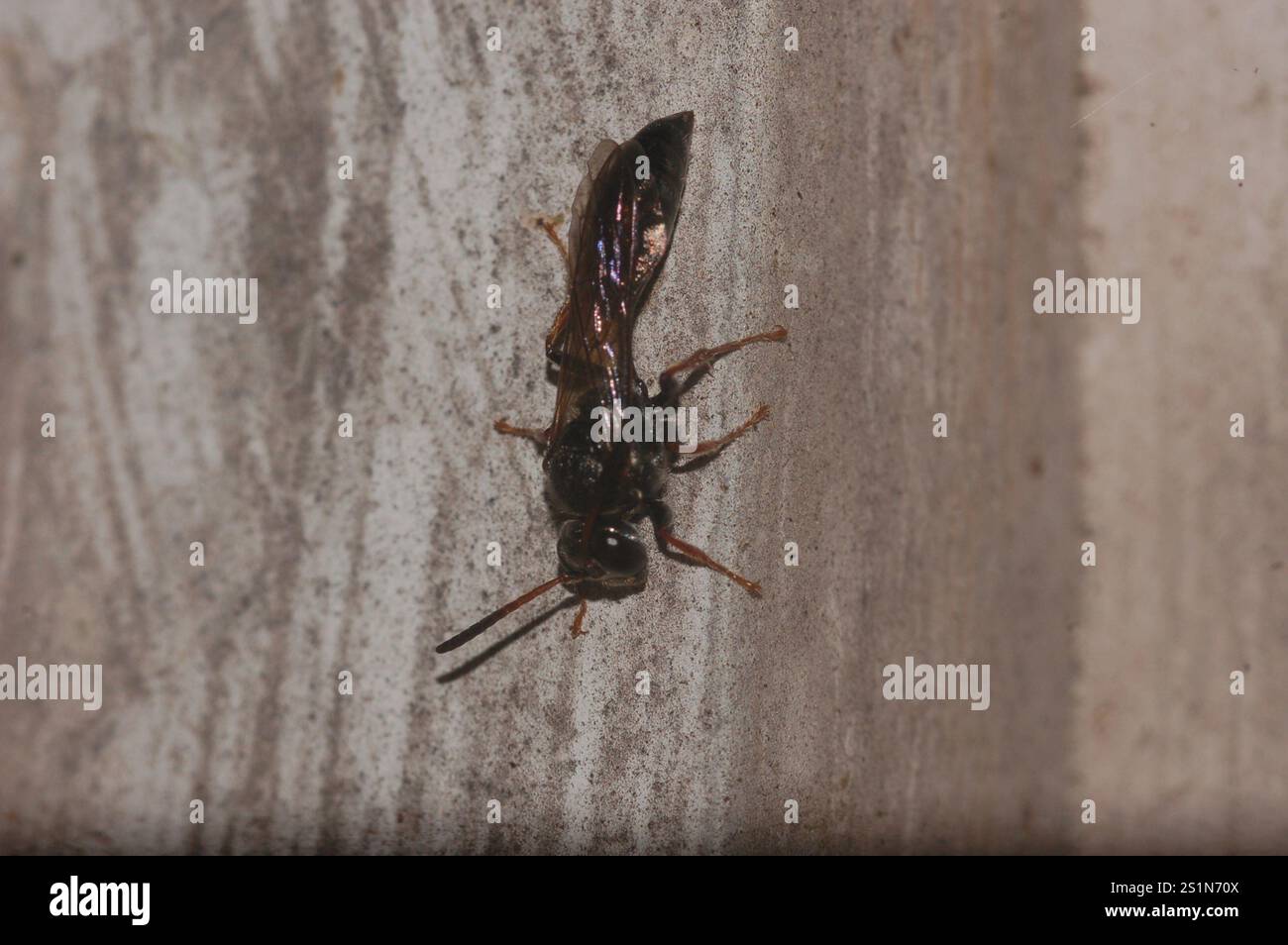 Square-headed Wasps, Sand Wasps, and Allies (Crabronidae Stock Photo ...