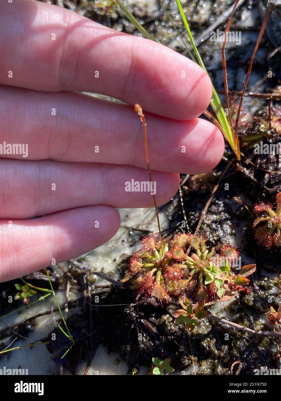 Pink Sundew (Drosera capillaris Stock Photo - Alamy