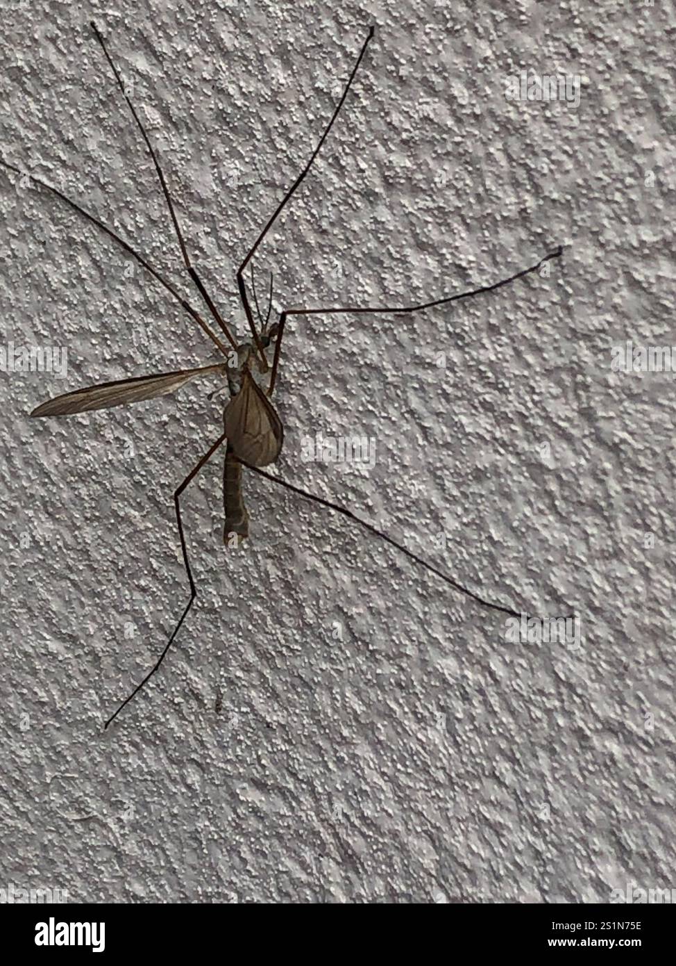 European Crane Fly (Tipula paludosa Stock Photo - Alamy